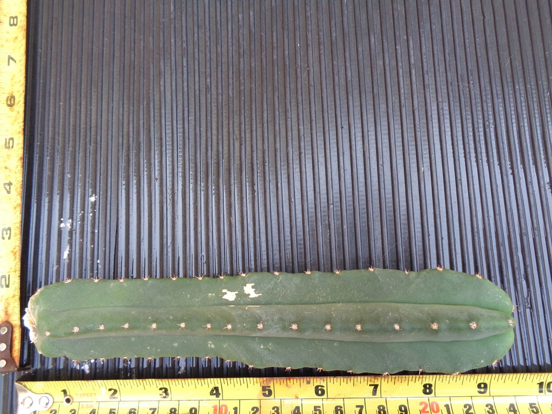 Echinopsis Super Pedro - Etsy