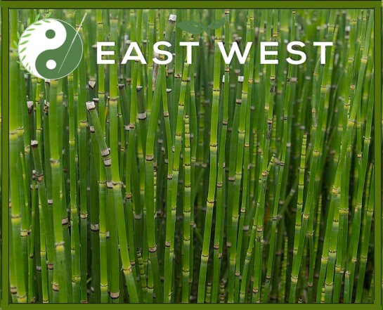 Horsetail equisetum Hyemale shavegrass Powder. - Etsy