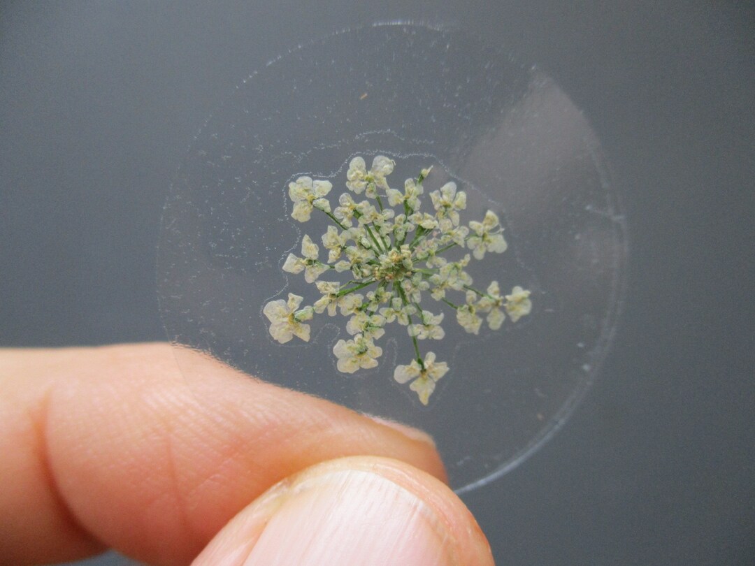 Real Flower Stickers, Wild Carrot. Set of 12 Flower Stickers, 30mm ...