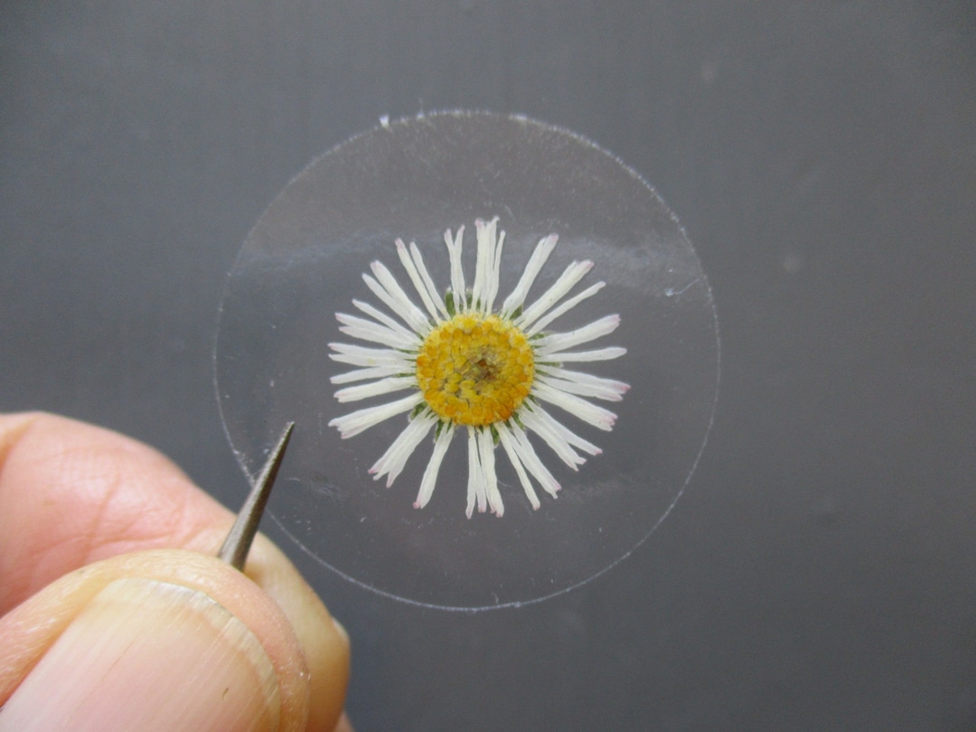 Real Flower Stickers, Daisies, Pack of 12 Transparent Flower Stickers ...