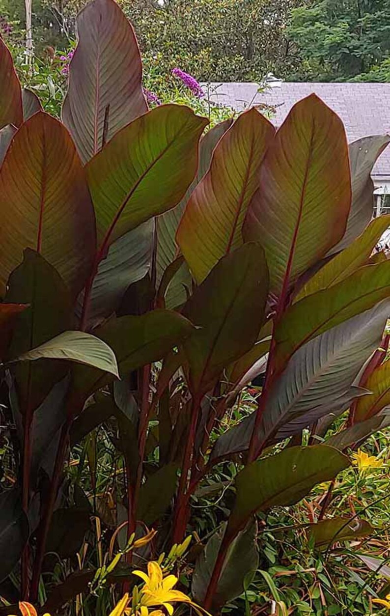 Canna Lily With Red/purple Leaf and Red Flowers. Grows 5-7 Ft - Etsy