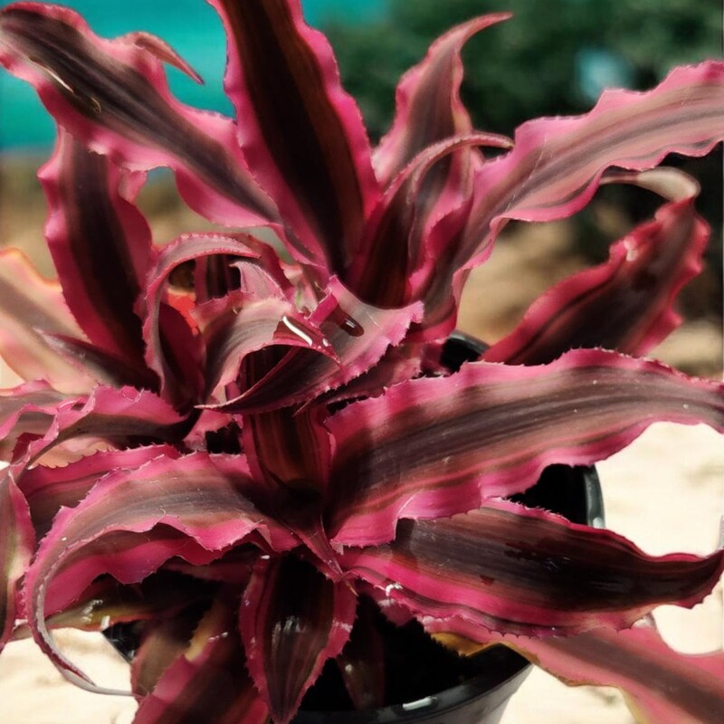 Cryptanthus - Etsy
