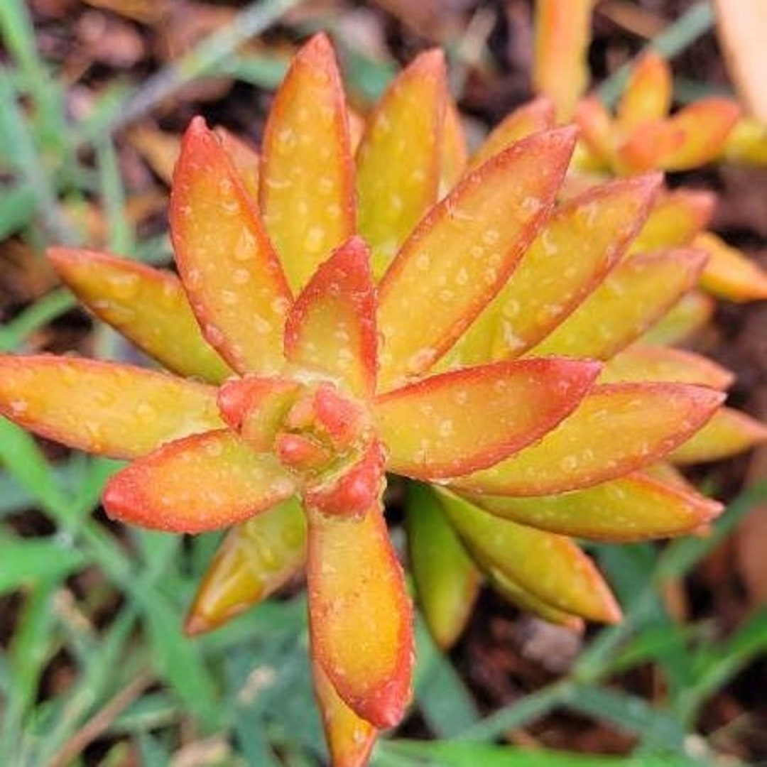 Firestorm Succulent Plant, 6 Live Sedum Adolphii, Fully Rooted, Ground ...