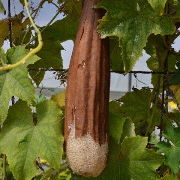 Loofah Luffa - Etsy