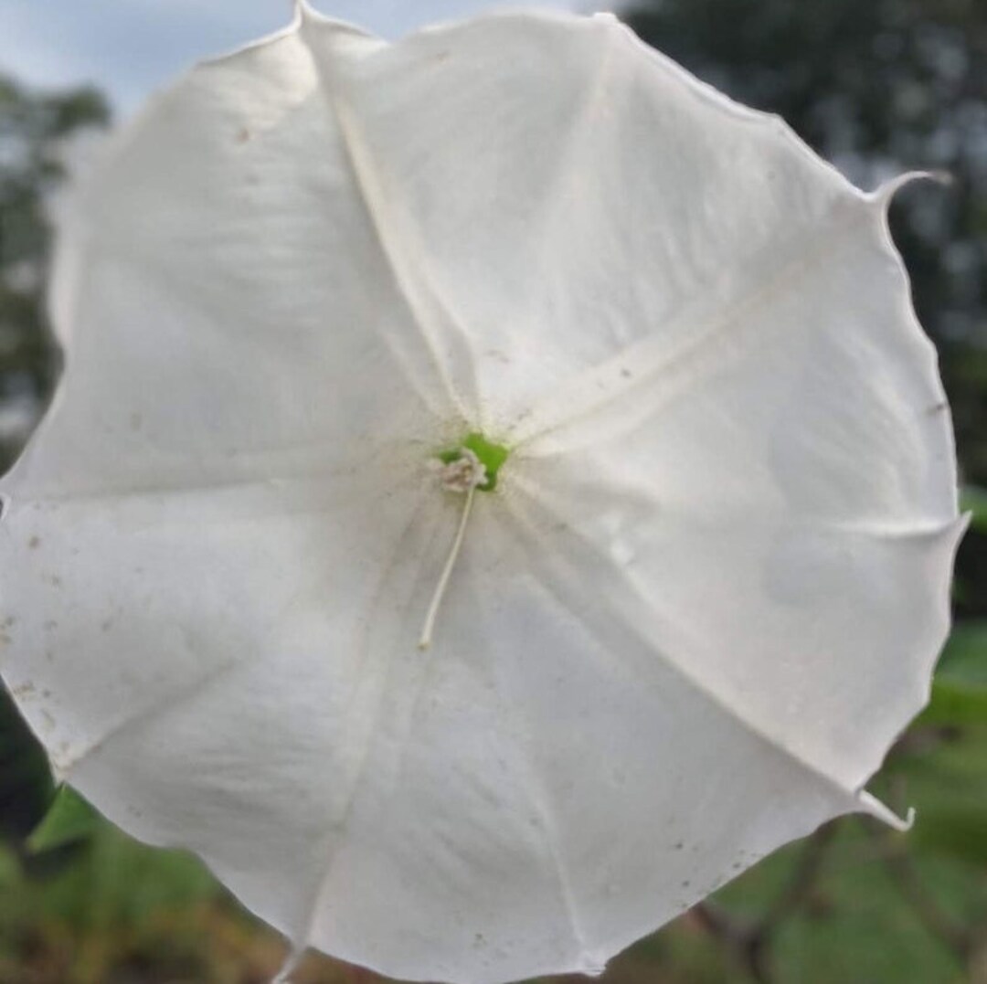 Moonflower Seeds, Moon Vine Plant, Night Blooming Moon Flowers, White ...