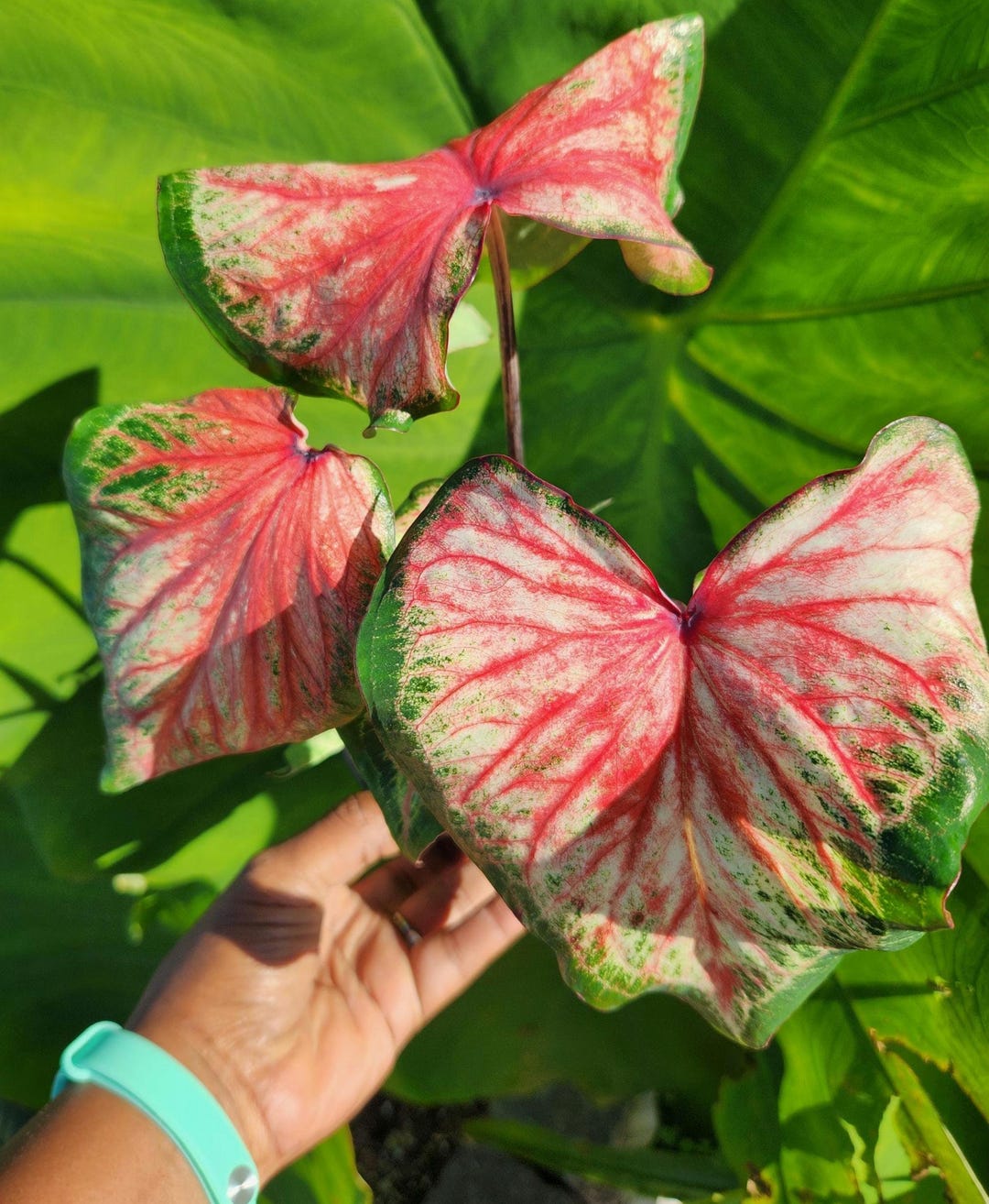 Caladium Bold & Beautiful, 6 Live House Plant, Striking Red Green Heart ...