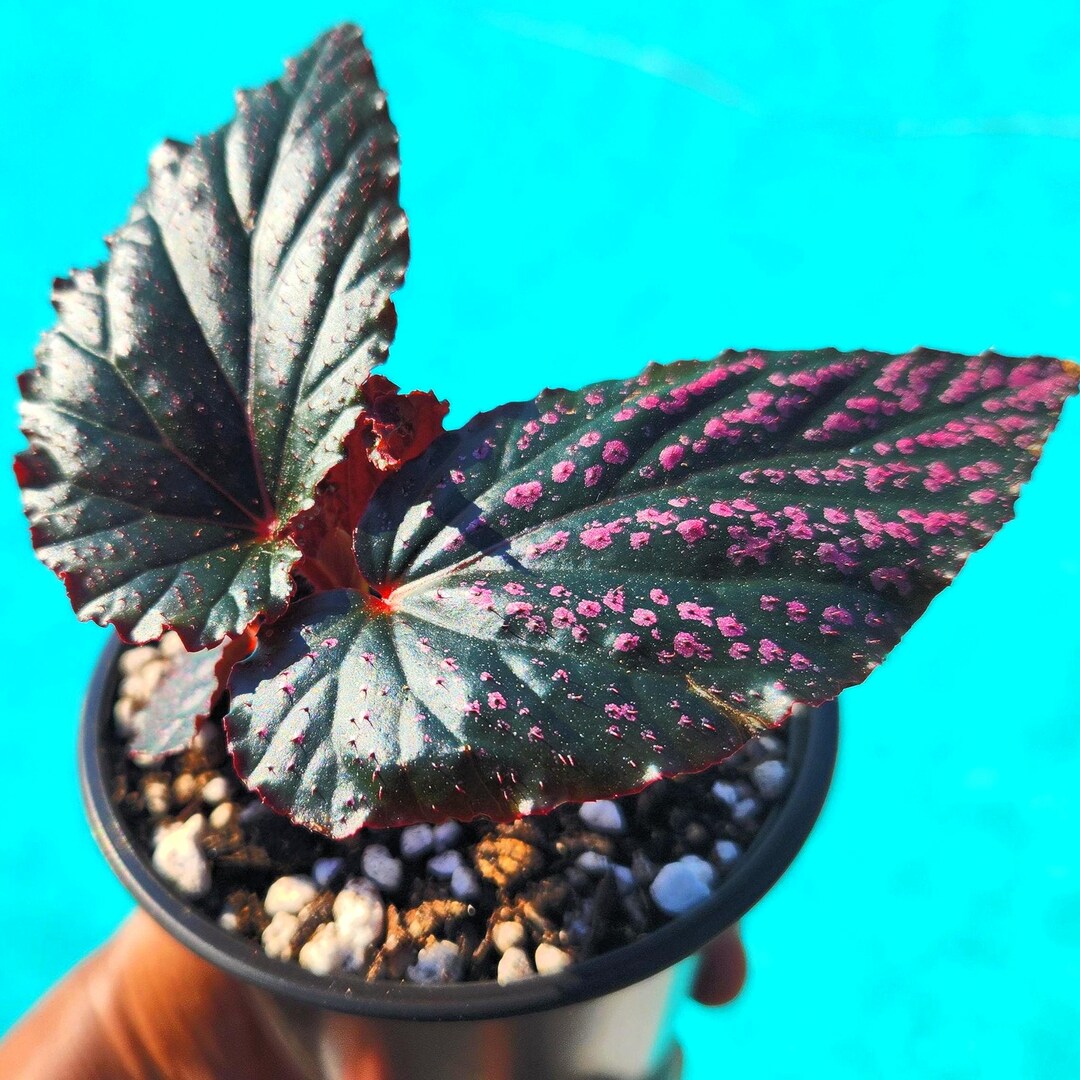 Begonia Hairy Spots, 6 Live Pink Begonia, Easy Care House Plant ...