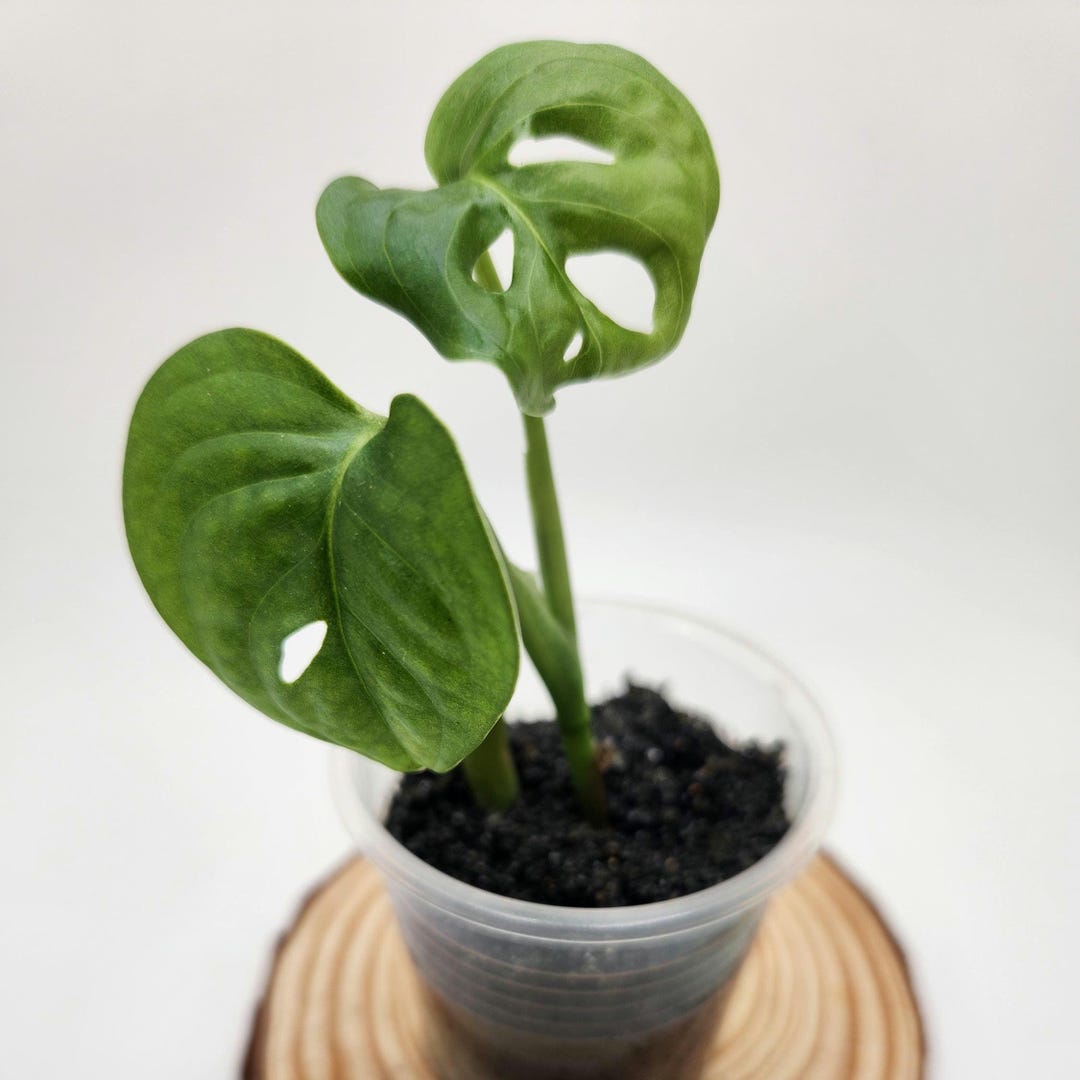2 Monstera Deliciosa, Live Plant Starter, Rooted Aroid - Etsy