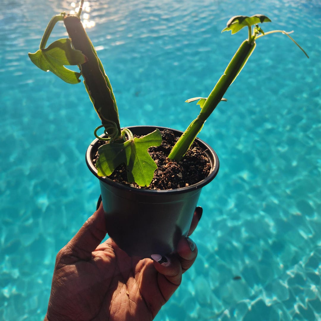 Veldt Grape Succulent, 6" Live Cissus Quadrangularis Plant, Pirandai ...