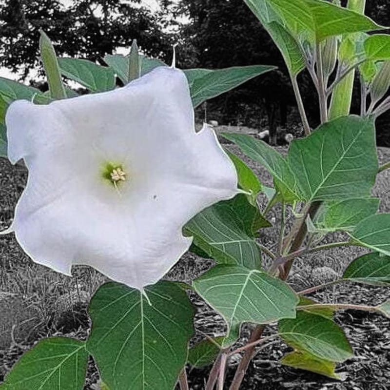Angel Vine Plant - Etsy