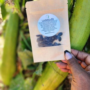25 Heirloom Loofah Seeds, Organic Luffa Sponge, Pesticide Free - Etsy