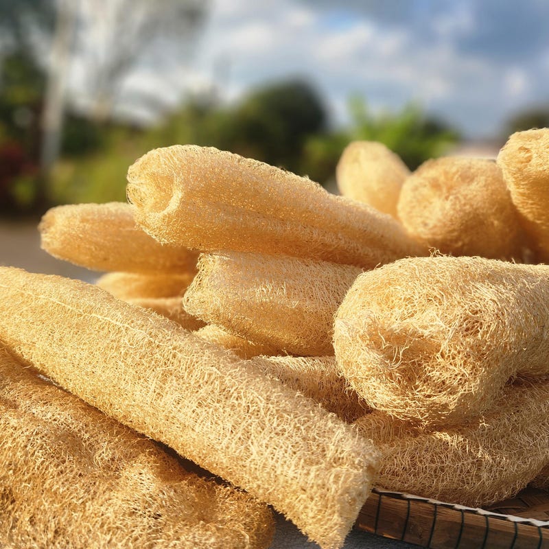 Luffa - Etsy