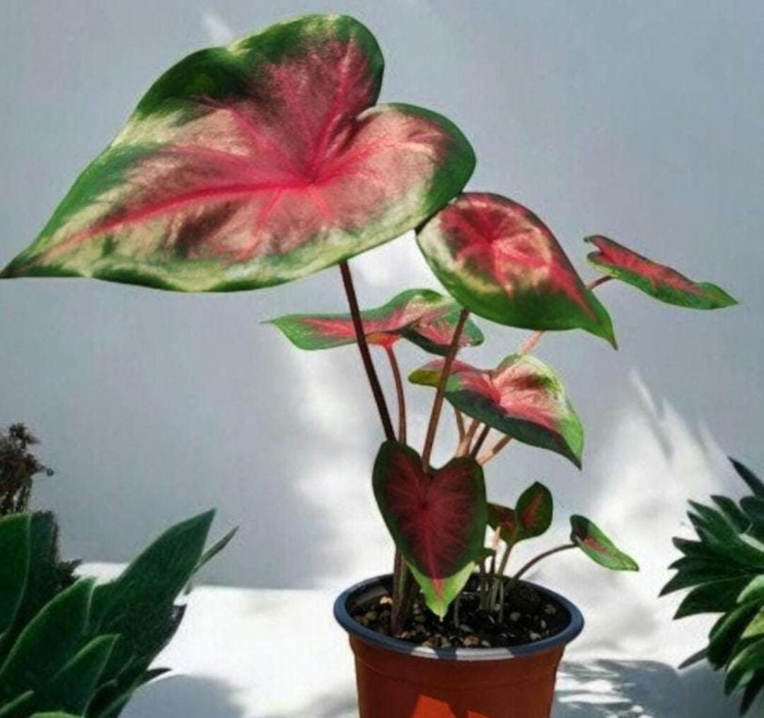 Caladium Freida Hemple, 6 Live House Plant, Heart Shaped Tropical Red ...