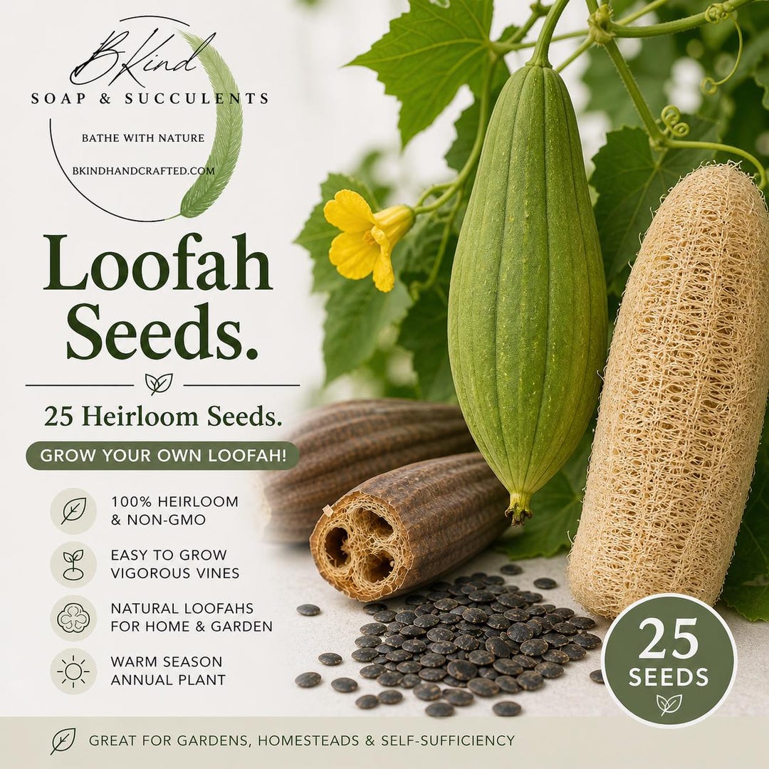 25 Heirloom Loofah Seeds, Organic Luffa Sponge, Pesticide Free - Etsy