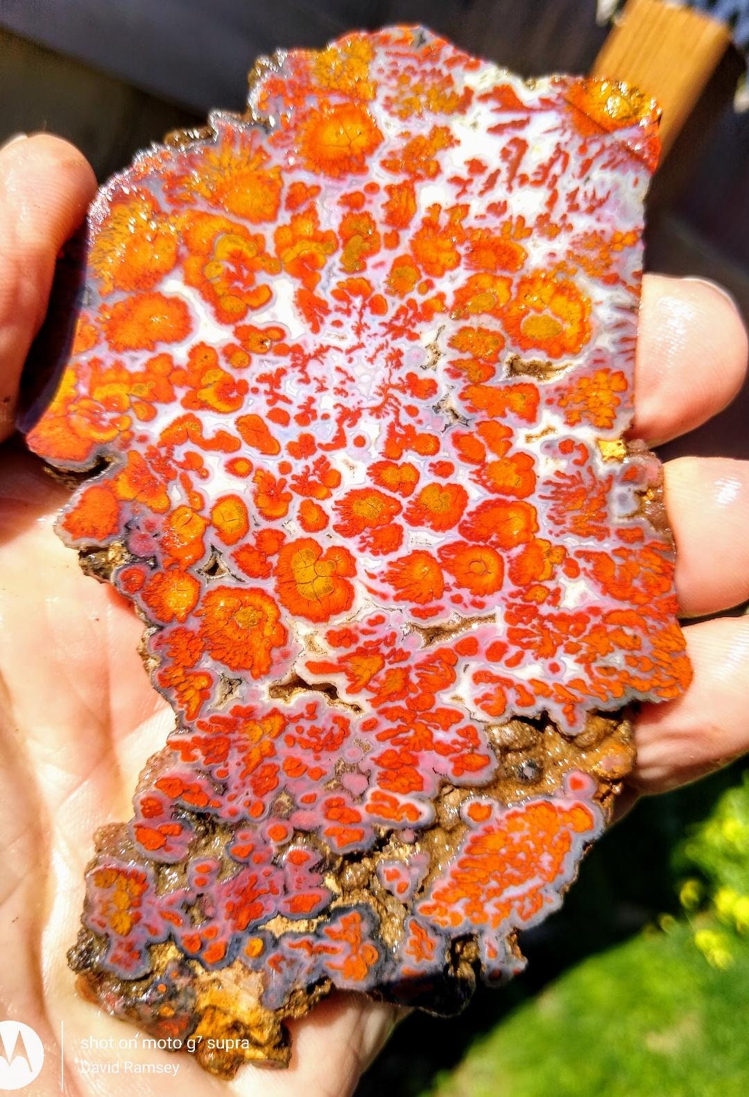 WINGATE PASS AGATE (super Rare Very Old Stock) - Etsy