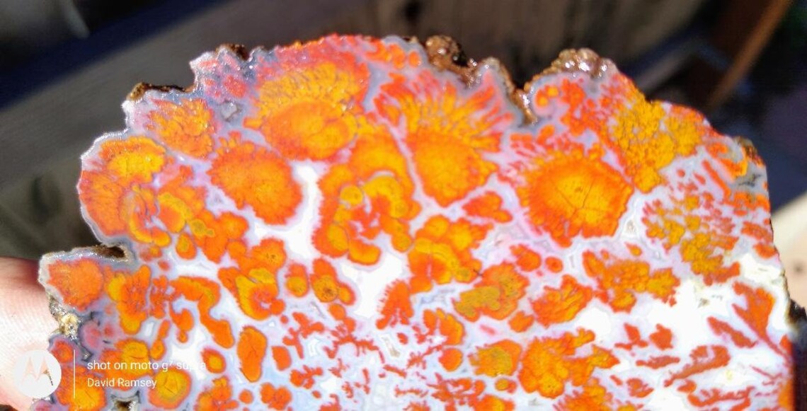 WINGATE PASS AGATE (super Rare Very Old Stock) - Etsy