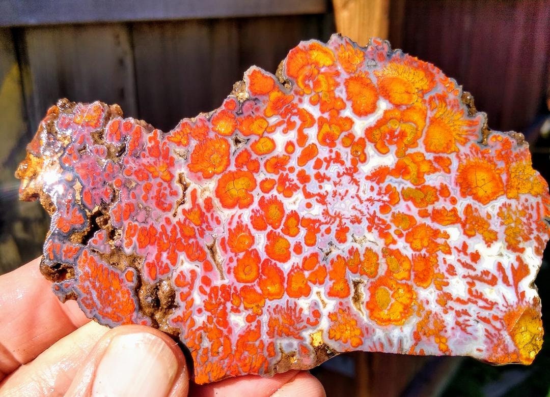 WINGATE PASS AGATE (super Rare Very Old Stock) - Etsy