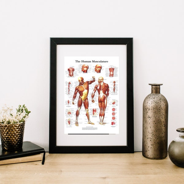 Human Body System Poster - Etsy