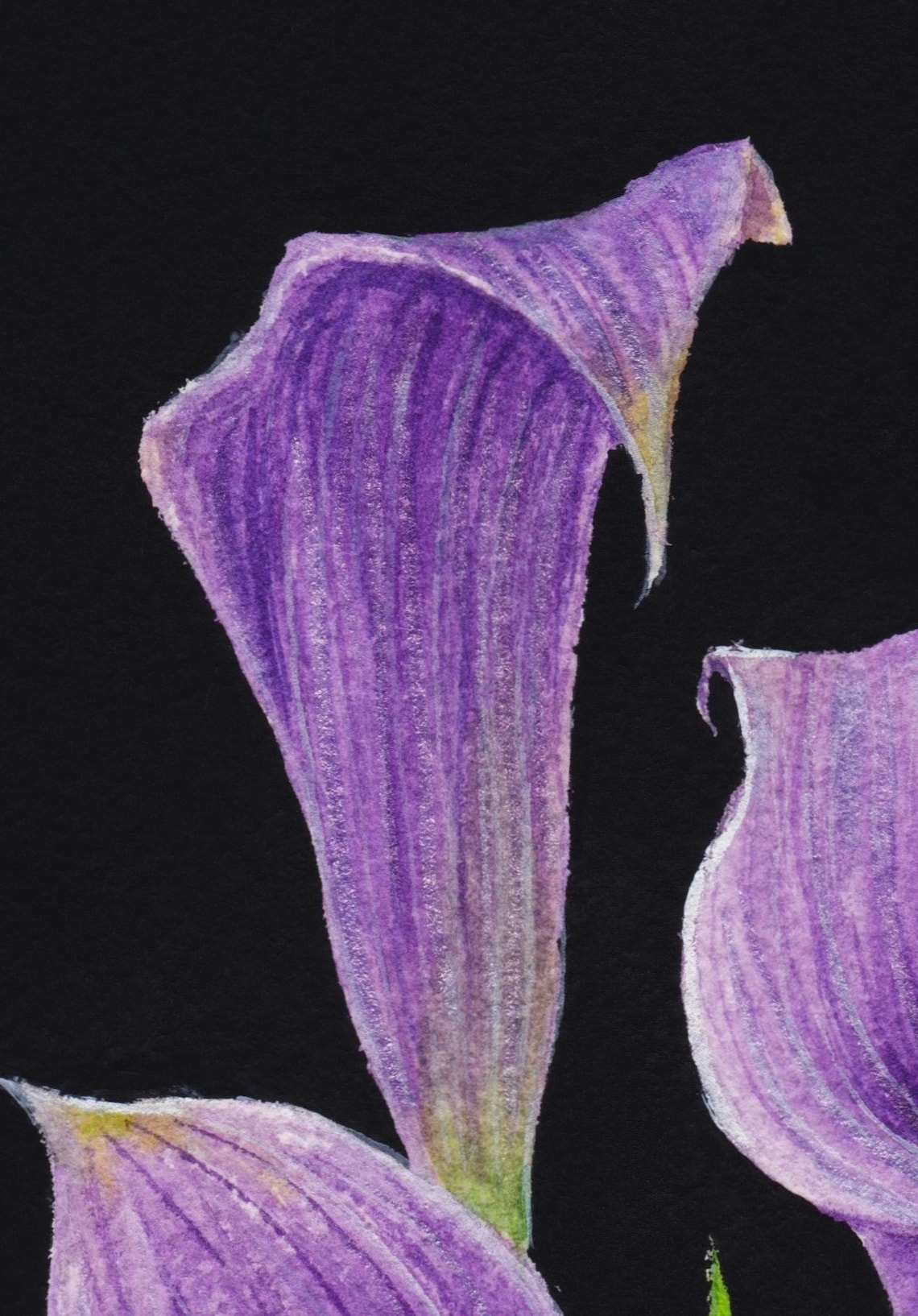 Purple Calla Lilies Original Watercolour Painting - Etsy