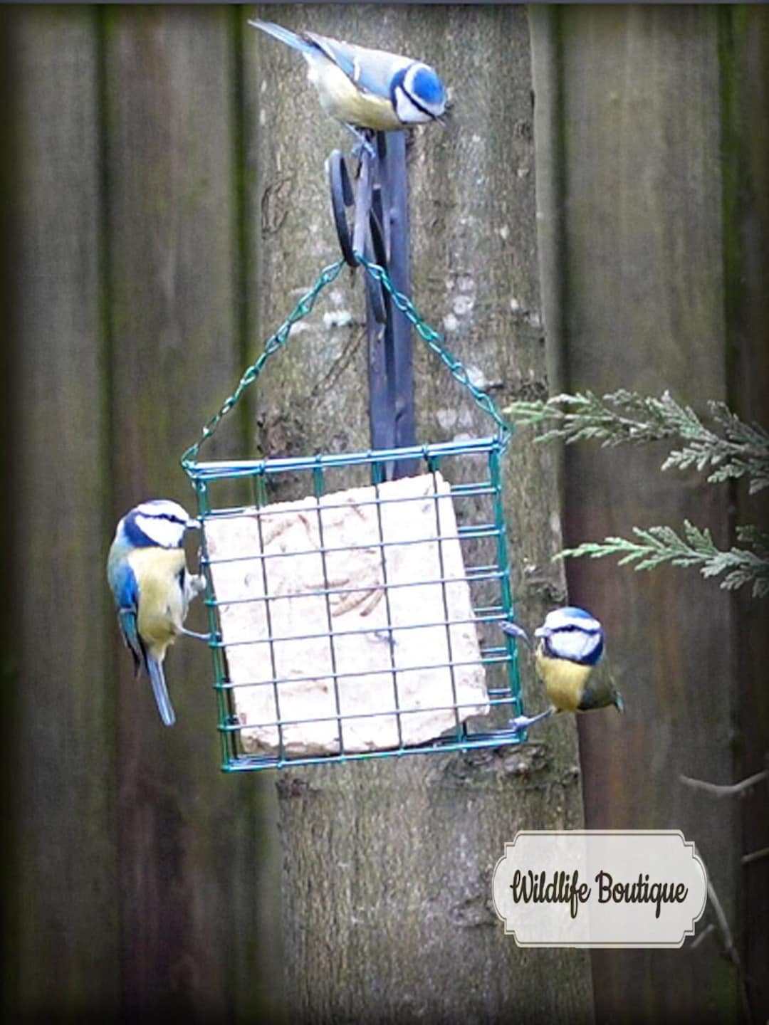 Hanging Suet Block Bird Feeder Plus Luxury Homemade Fat Block, Finest ...