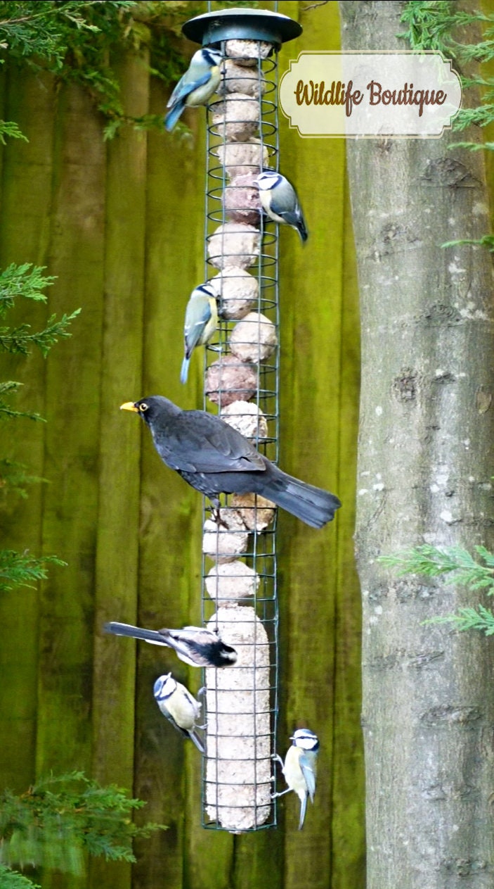 Hanging Suet Block Bird Feeder Plus Luxury Homemade Fat Block, Finest ...