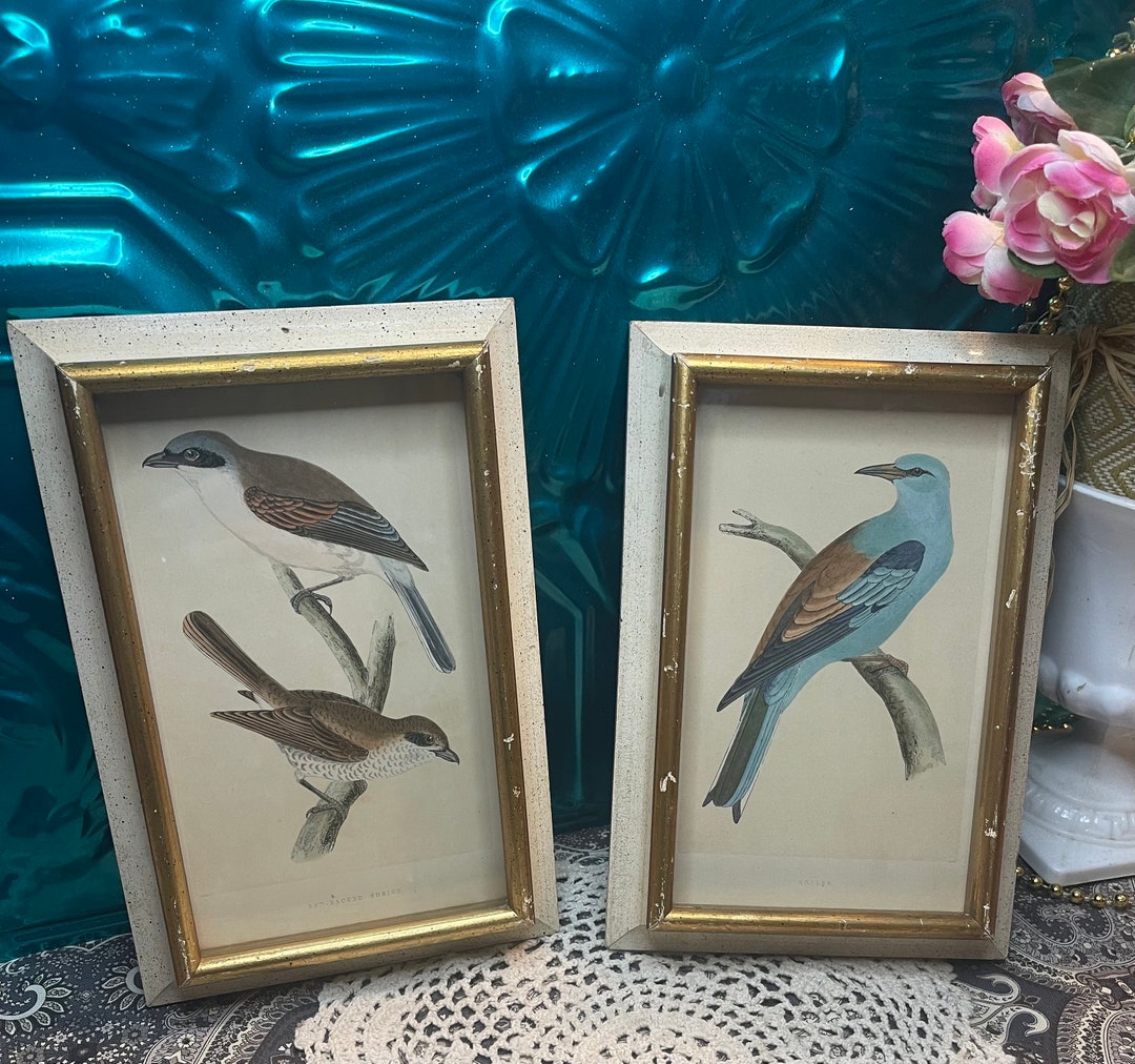 Antique 1865 Bird Lithograph Prints in Unique Aged Vintage Frames - Set ...