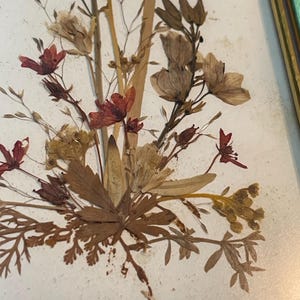Vintage Small Pressed Flowers and Butterflies in Gilded Wood Frame-made ...