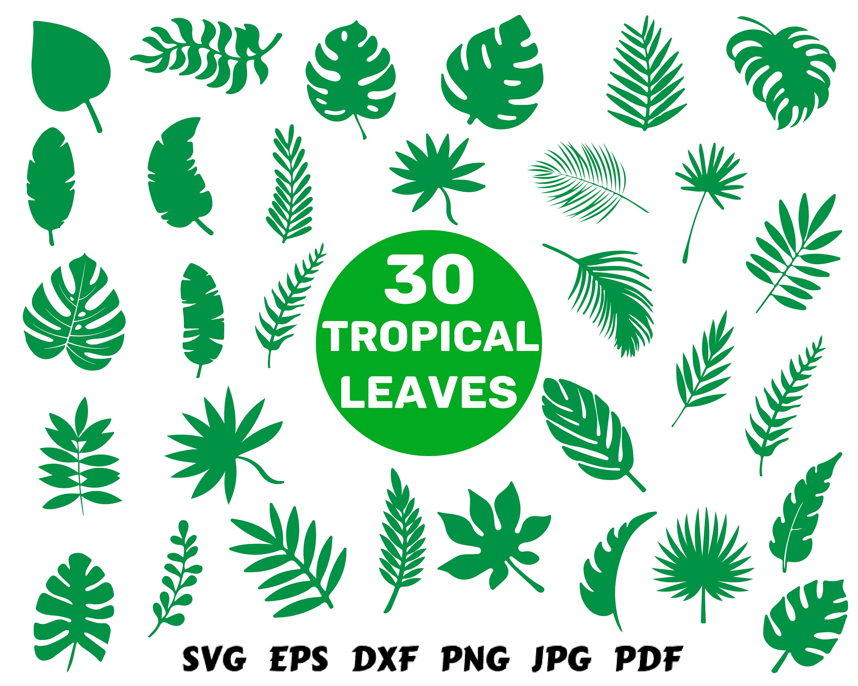 Hojas tropicales Svg Hoja tropical Svg Hojas de palma Svg - Etsy México