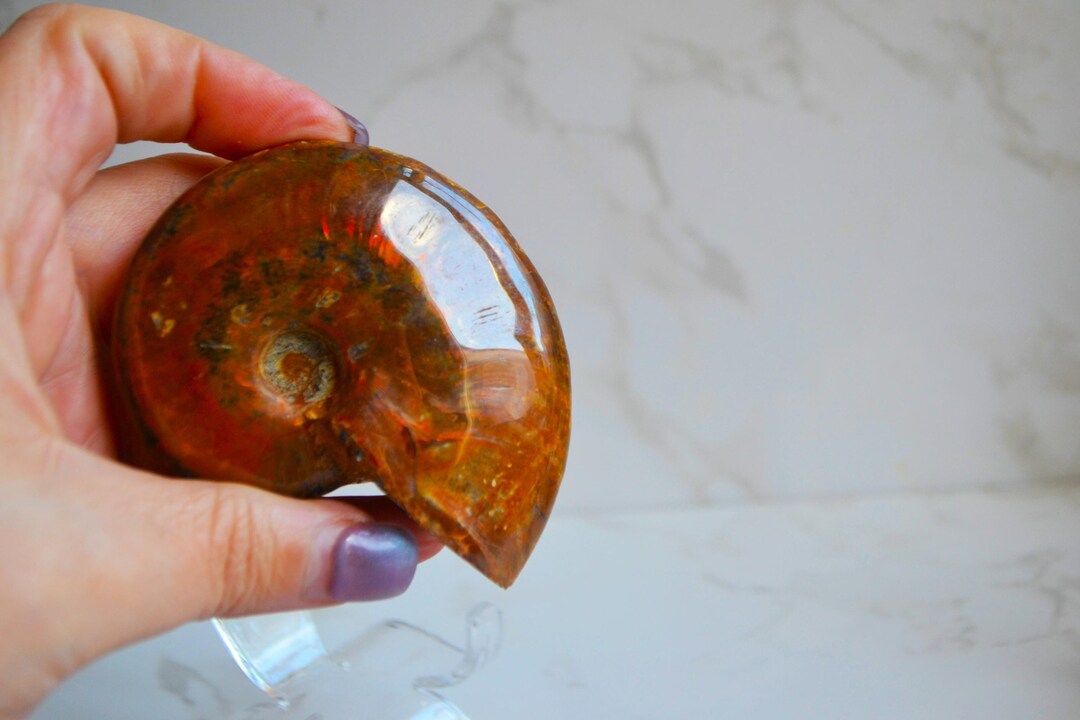 Stunning Fire Opalised Ammonite Fossil Reiki Cleansed and Charged - Etsy