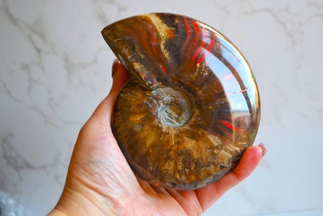 Extra Large Fire Opalised Ammonite Fossil AM01 Mindfully Sourced Reiki ...