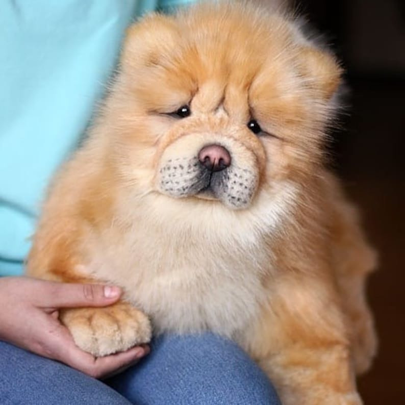 Chow-chow-47cm, Puppy, Dog, OOAK Toys, Realistic Stuffed Dog, Plush ...