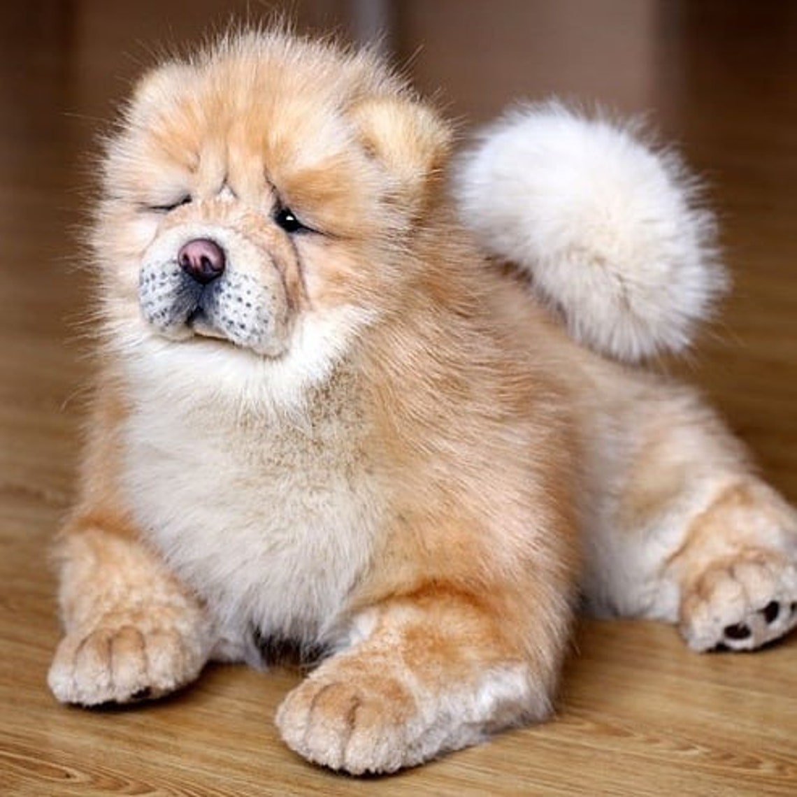Chow-chow-47cm, Puppy, Dog, OOAK Toys, Realistic Stuffed Dog, Plush ...