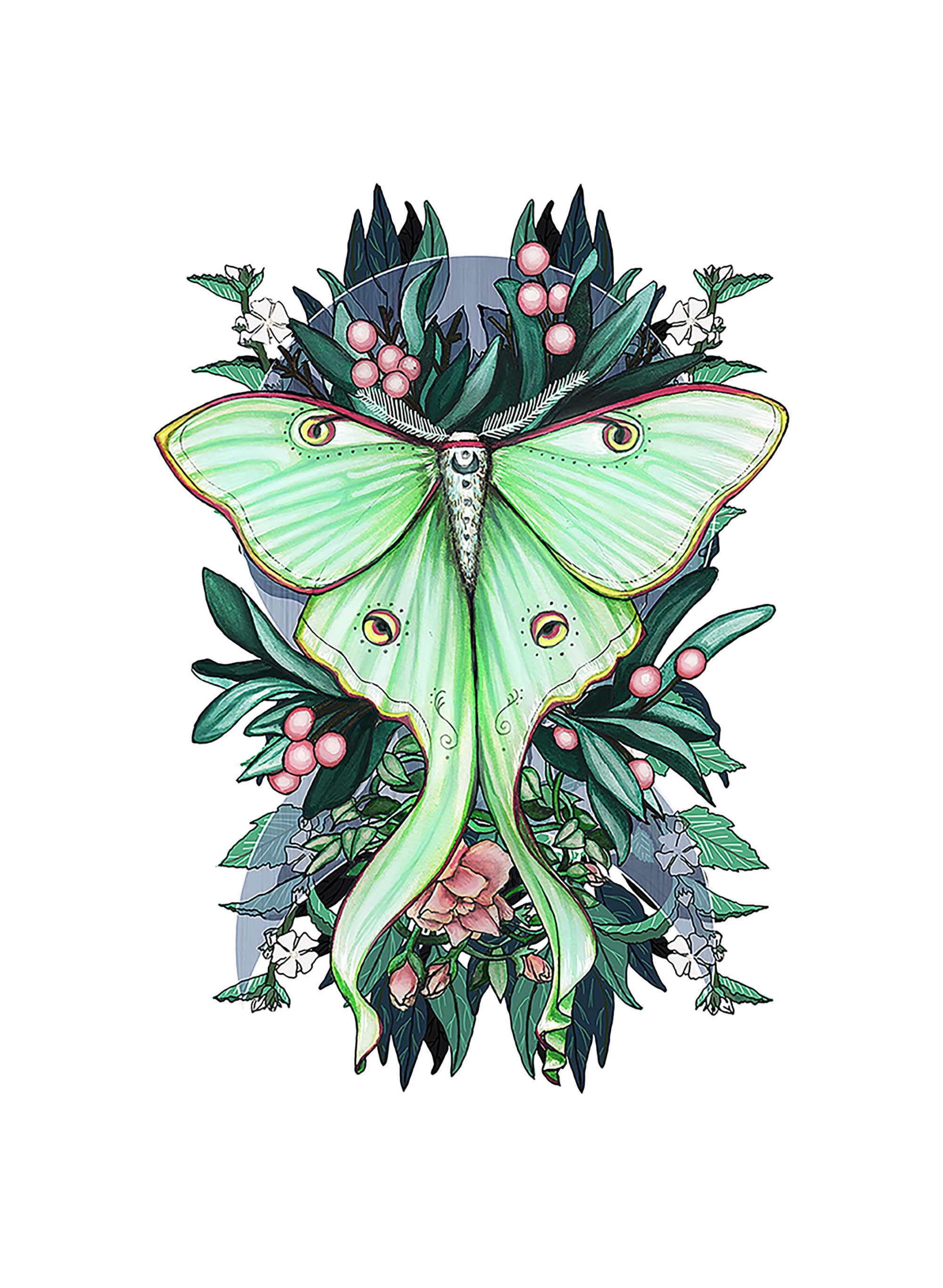 Luna Moth 4x6 5x7 Print Moon Moth Lovely Detailed Artwork - Etsy Canada