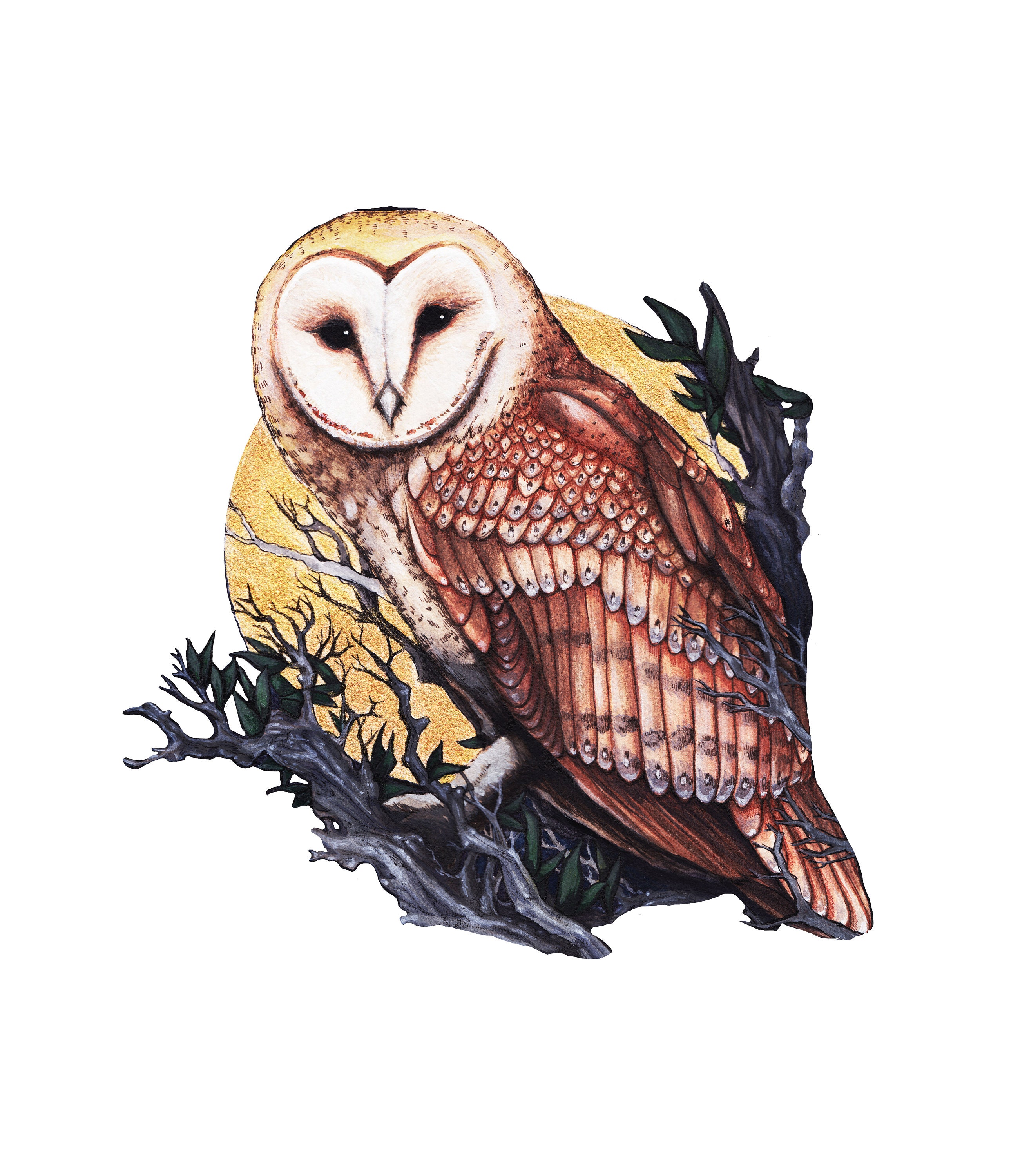 Barn Owl Sticker High Quality Vinyl Decal Sticker for - Etsy