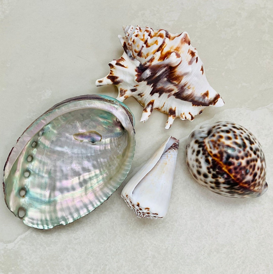 Large Sea Shells, Abalone,tiger Cowrie,cone,conch. Decorative Shell ...
