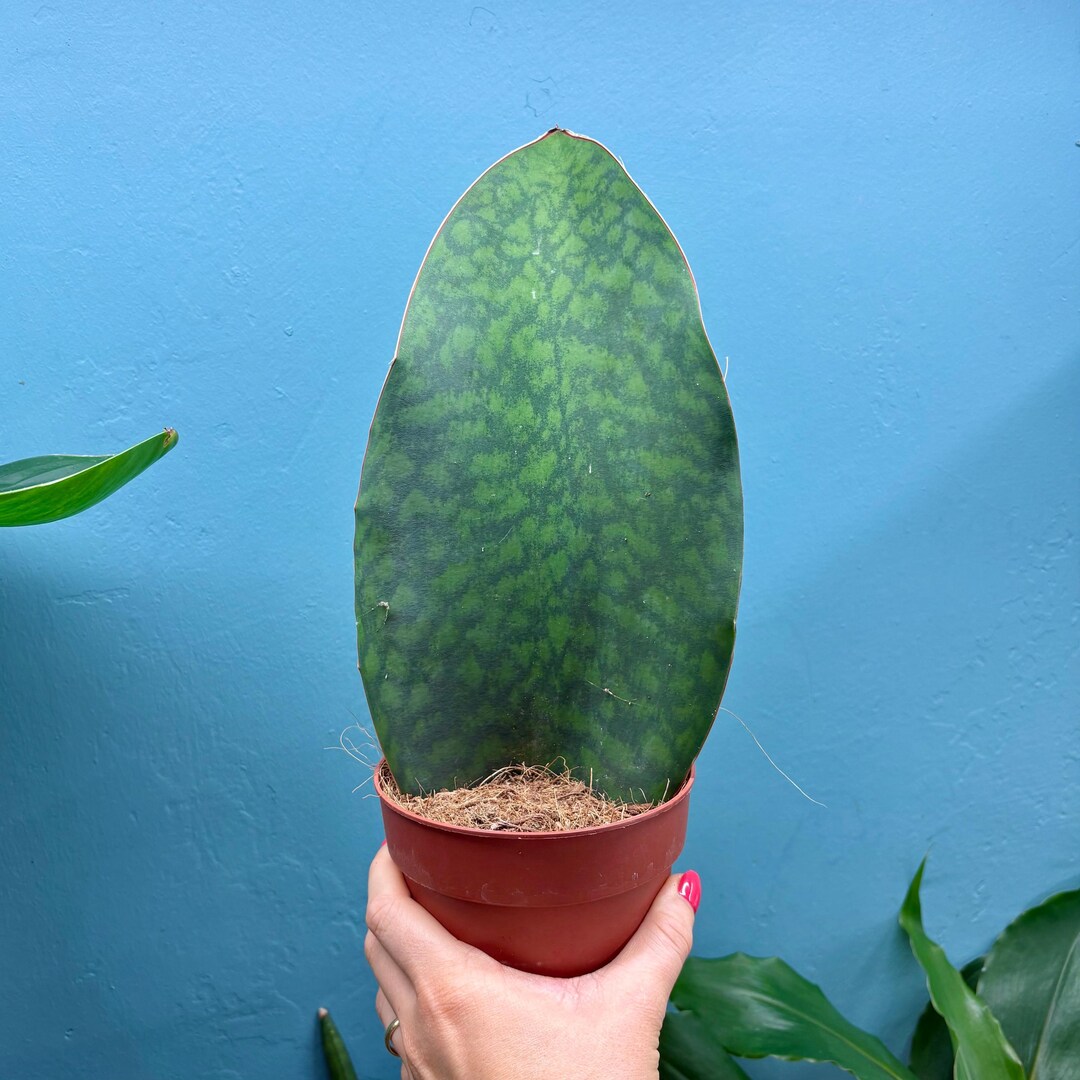 Sansevieria Masoniana 'victoria' (whale Fin) Low Maintenance - Etsy UK
