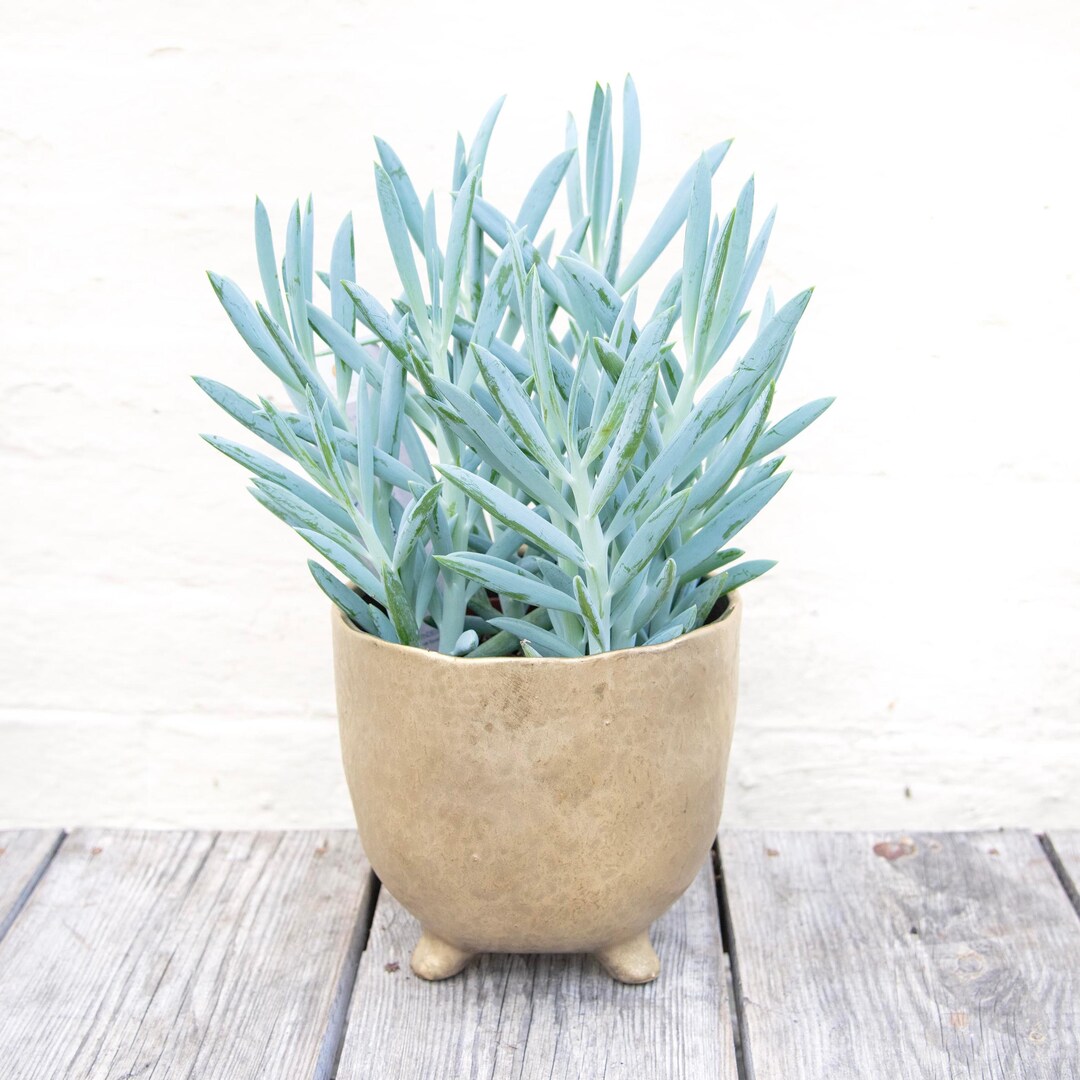 Curio Ficoides 'mount Everest' (skyscraper Senecio) Statement Succulent ...