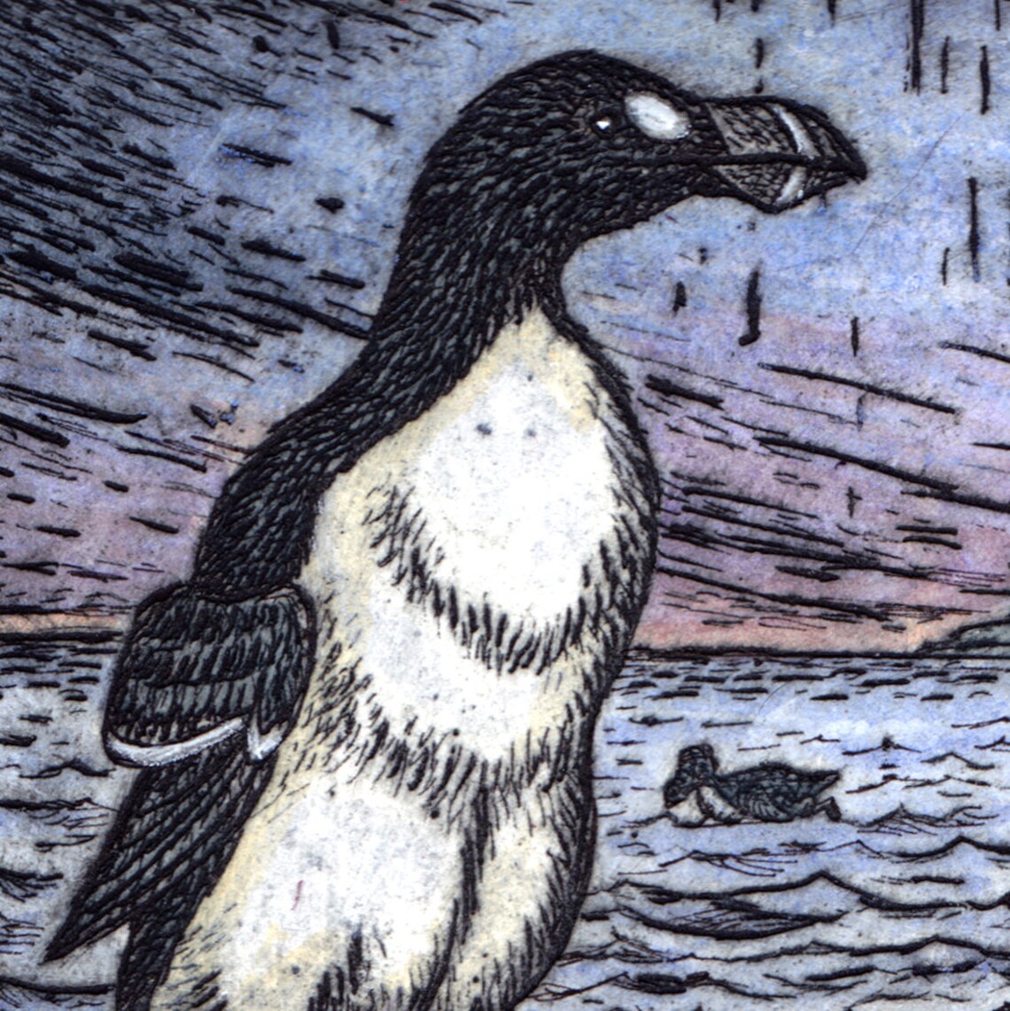 Great Auk Hand Painted Etching - Etsy Denmark