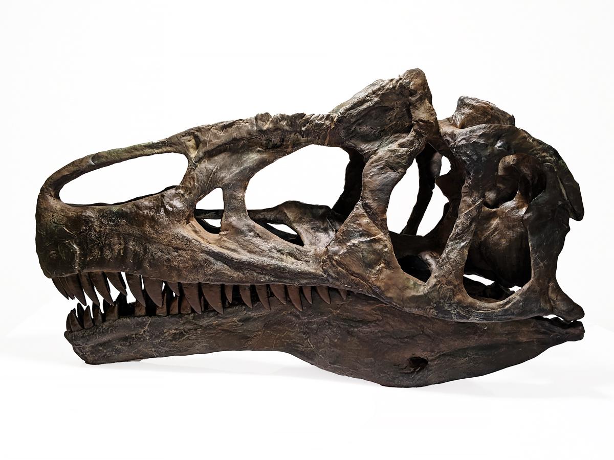 Allosaurus Jimmadseni 'big Al Two' Skull - Etsy