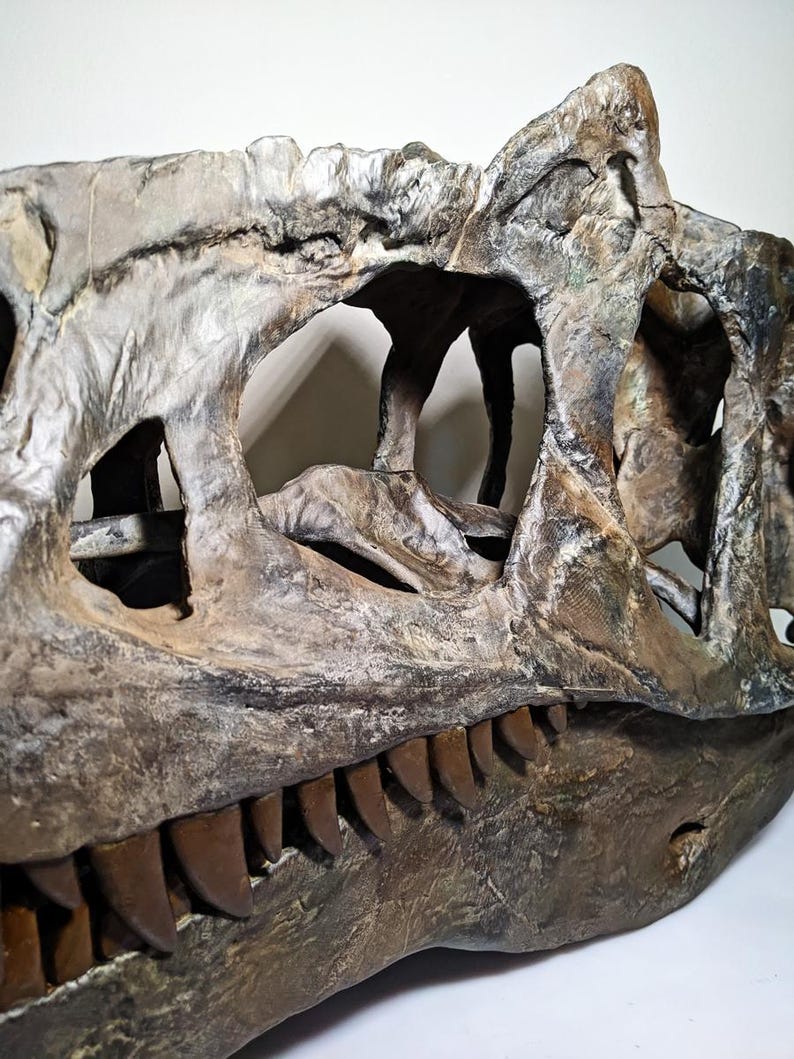 Allosaurus Jimmadseni 'big Al Two' Skull - Etsy