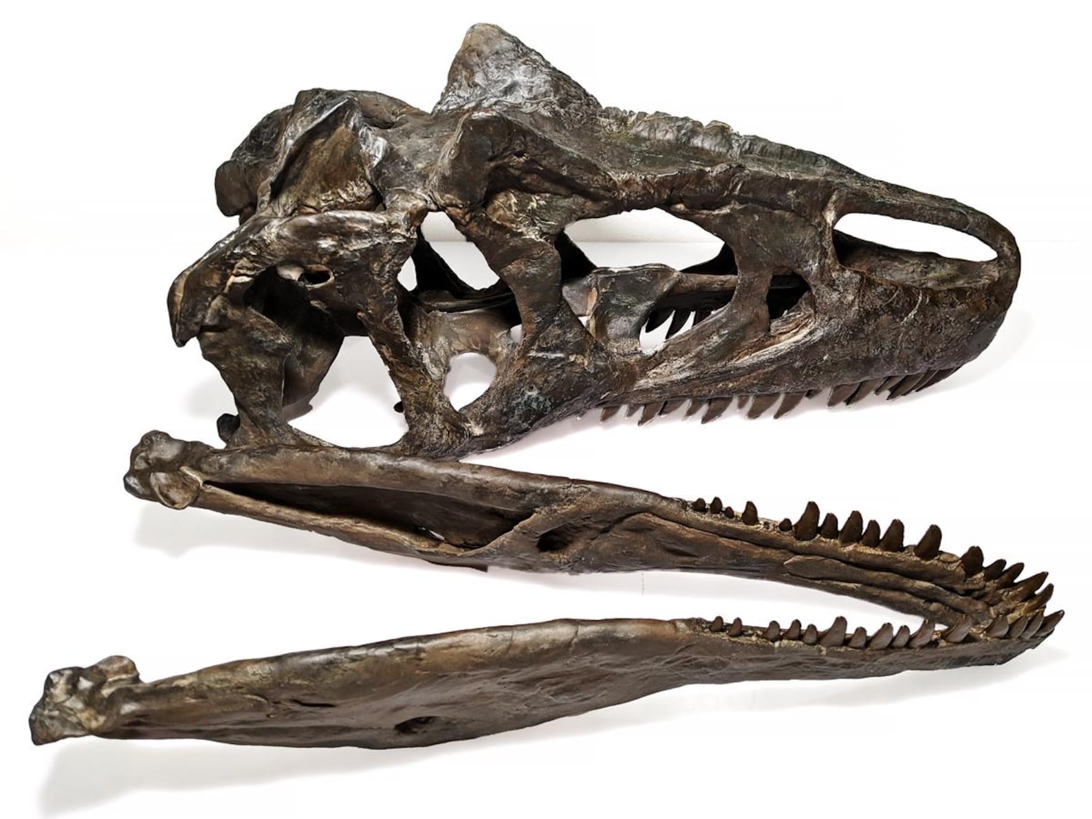 Allosaurus Jimmadseni 'big Al Two' Skull - Etsy