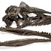 Allosaurus Jimmadseni 'big Al Two' Skull - Etsy
