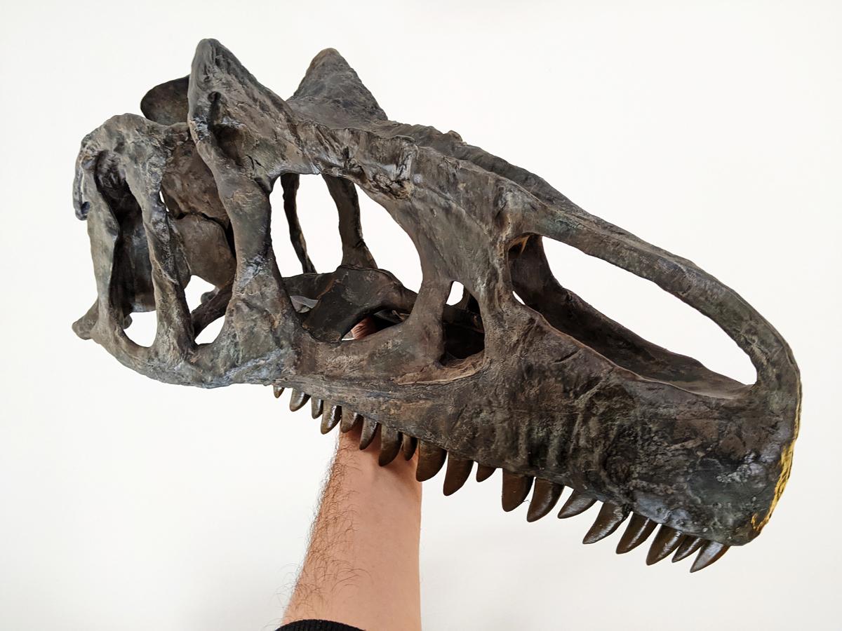 Allosaurus Jimmadseni 'big Al Two' Skull - Etsy