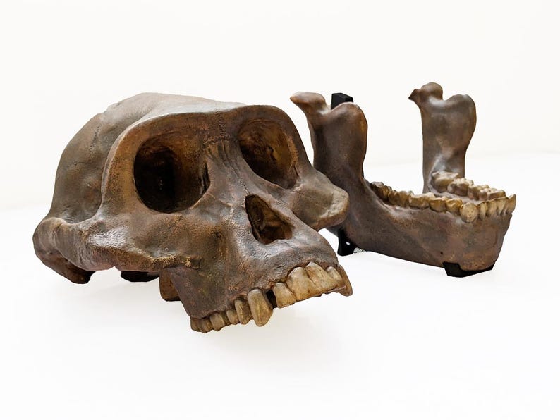 Australopithecus Afarensis Skull Fossil Replica - Etsy
