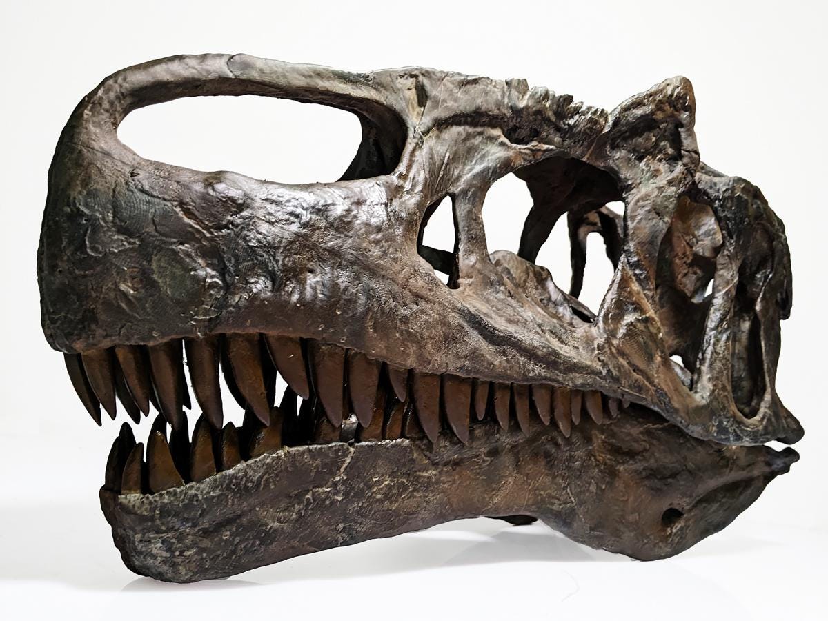 Allosaurus Jimmadseni 'big Al Two' Skull - Etsy