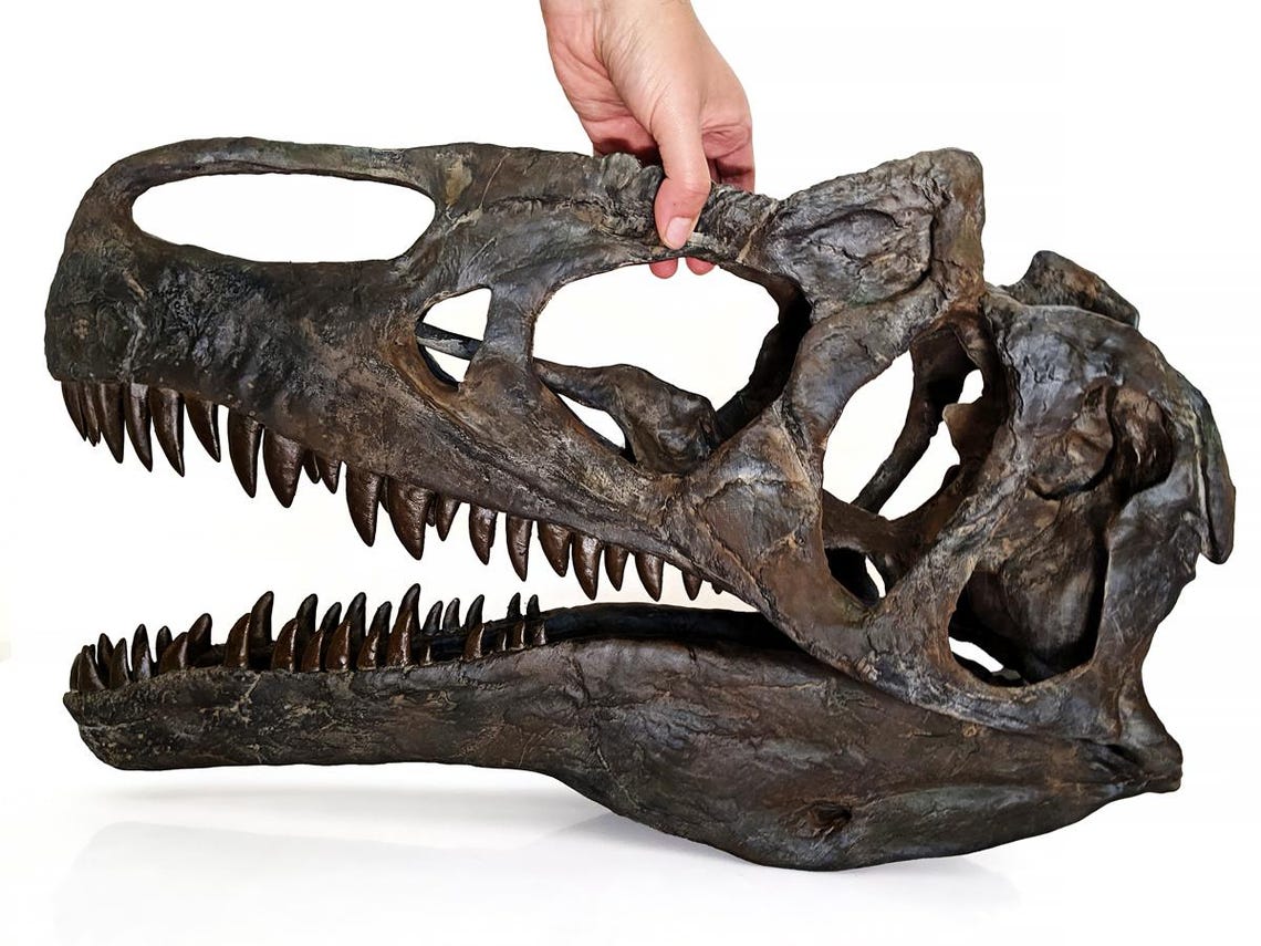 Allosaurus Jimmadseni 'big Al Two' Skull - Etsy
