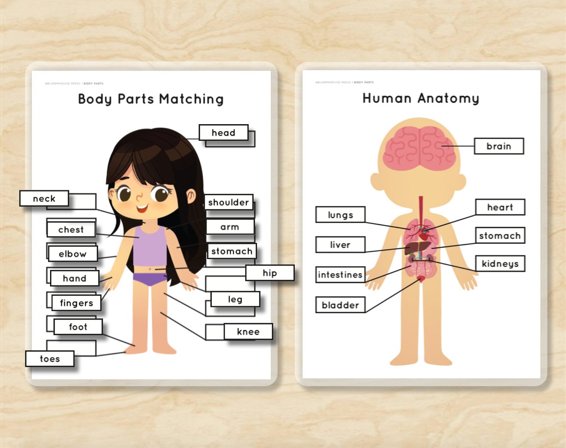 Body Parts & Human Anatomy Matching Puzzle Worksheets Girl | Etsy