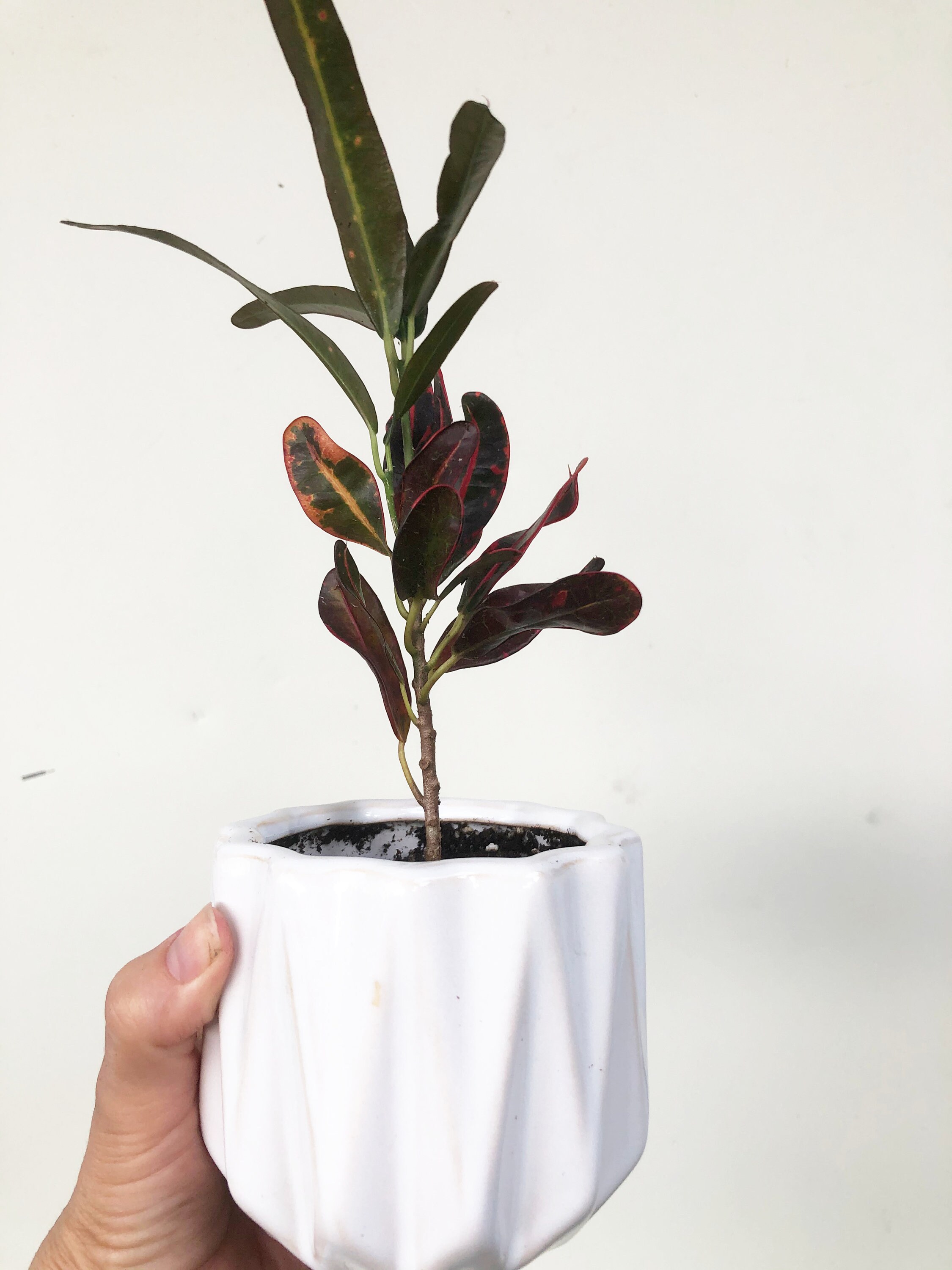 Baby Luna Croton Codiaeum Variegatum Potted Plant Ceramic | Etsy