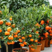 100 Michelia Champaca Seeds, Fragrant Champaca Seeds , Golden Champa ...