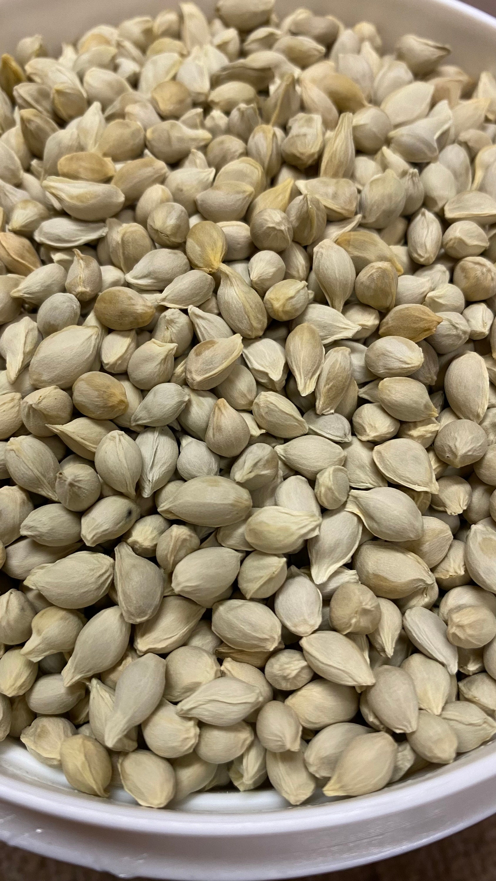 Cleopatra Mandarin Seeds: Freshly Harvested (citrus Reshni) - Etsy